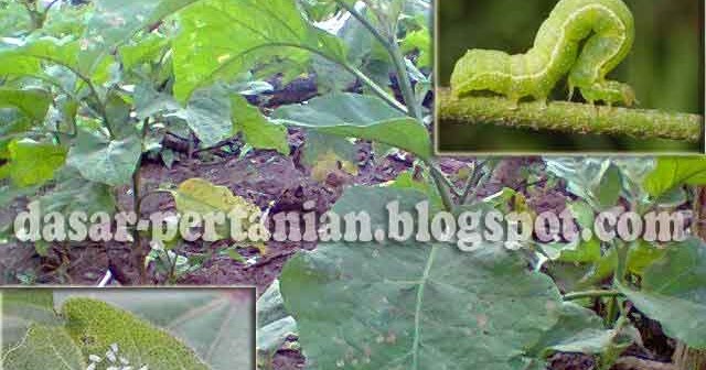 Mengenal Jenis-Jenis Hama Tanaman Terong dan Cara Pengendaliannya