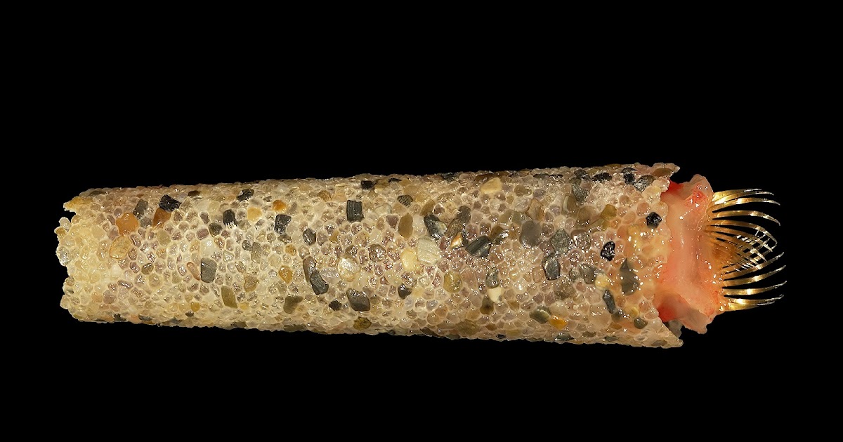 Real Monstrosities: Ice Cream Cone Worm