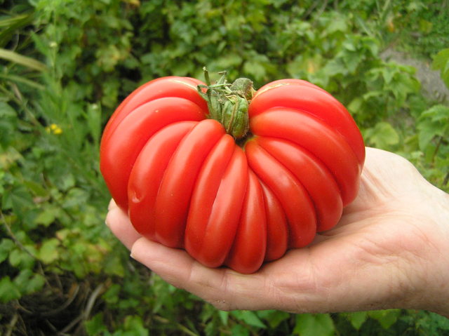 robertguyton: Isle of Capri