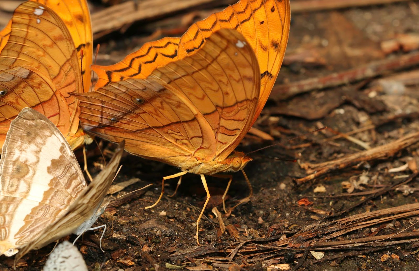 Butterflies of Vietnam: 37. Vindula erota erota (The Common Cruiser)