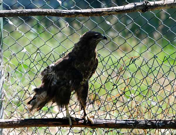 CRISTIAN NISTOR: ULIU LA ZOO SIBIU