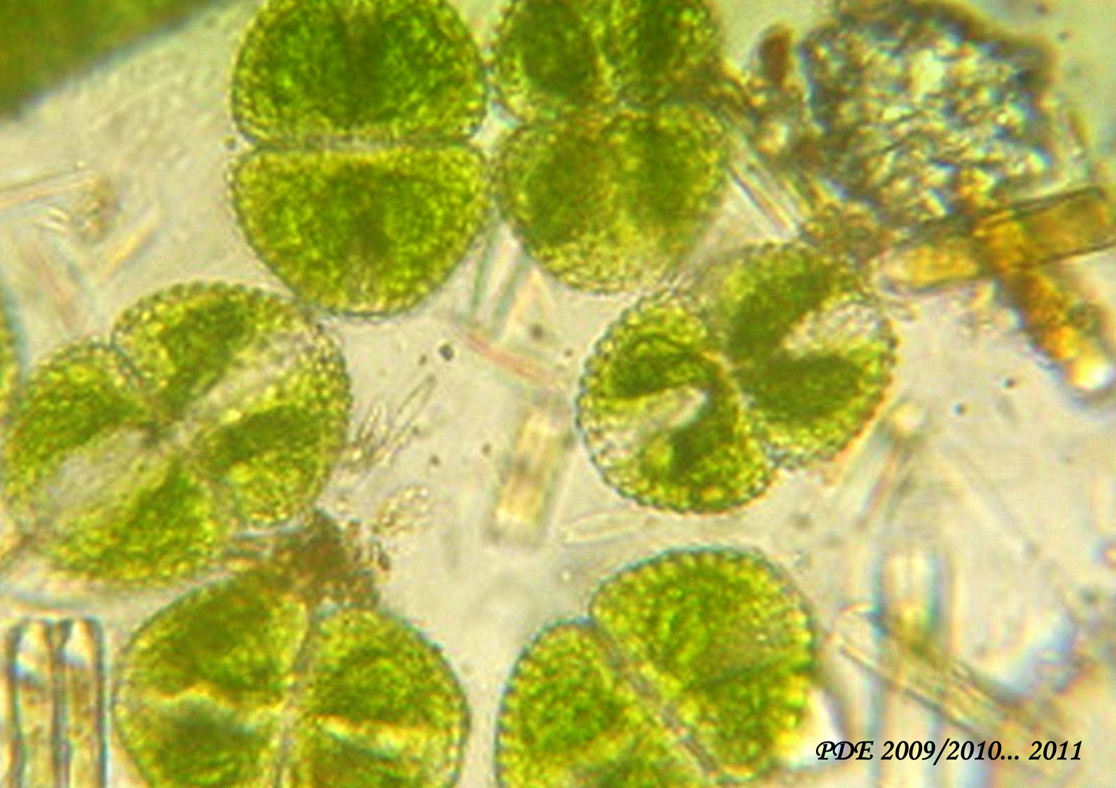 Cultivo de Microalgas em Fotobiorreatores: Cosmarium... Microalgas...