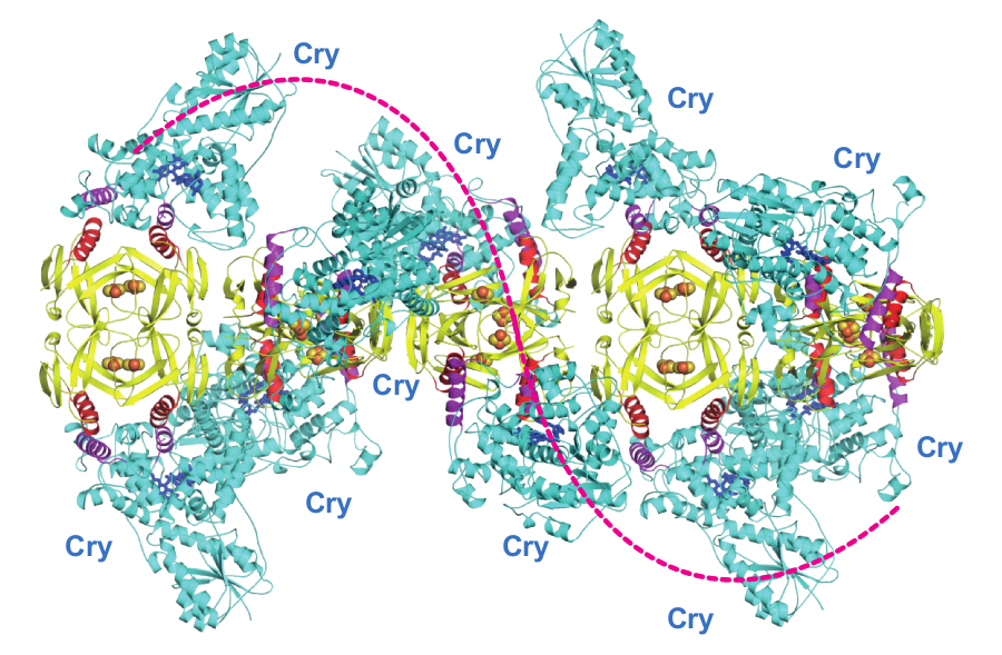 Metallome: A magnetic protein biocompass?
