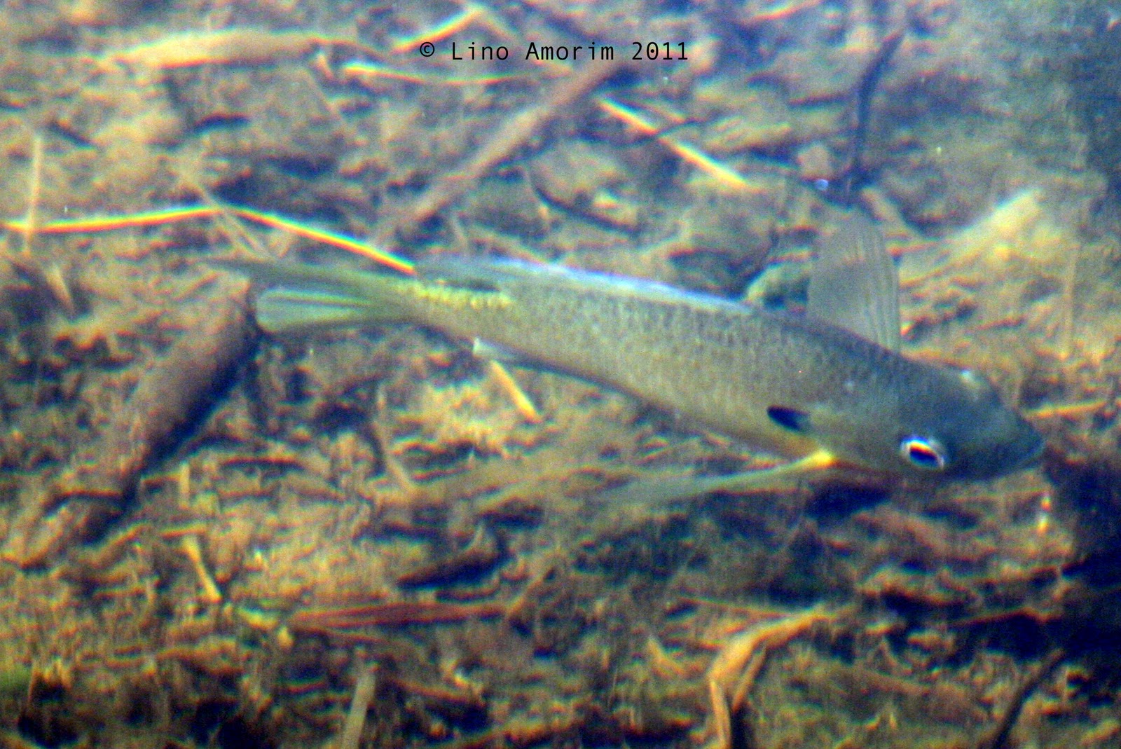 Animalia zoom: Perca-sol de Guelras Azuis- Bluegill (Lepomis macrochirus)