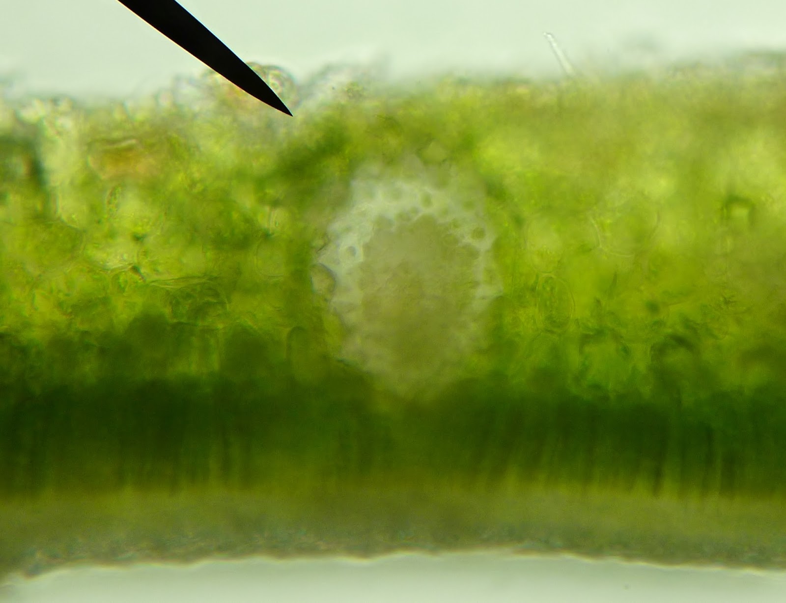 陽台雜記: Bundle Sheath Extension --- Homobaric Leaves & Heterobaric Leaves