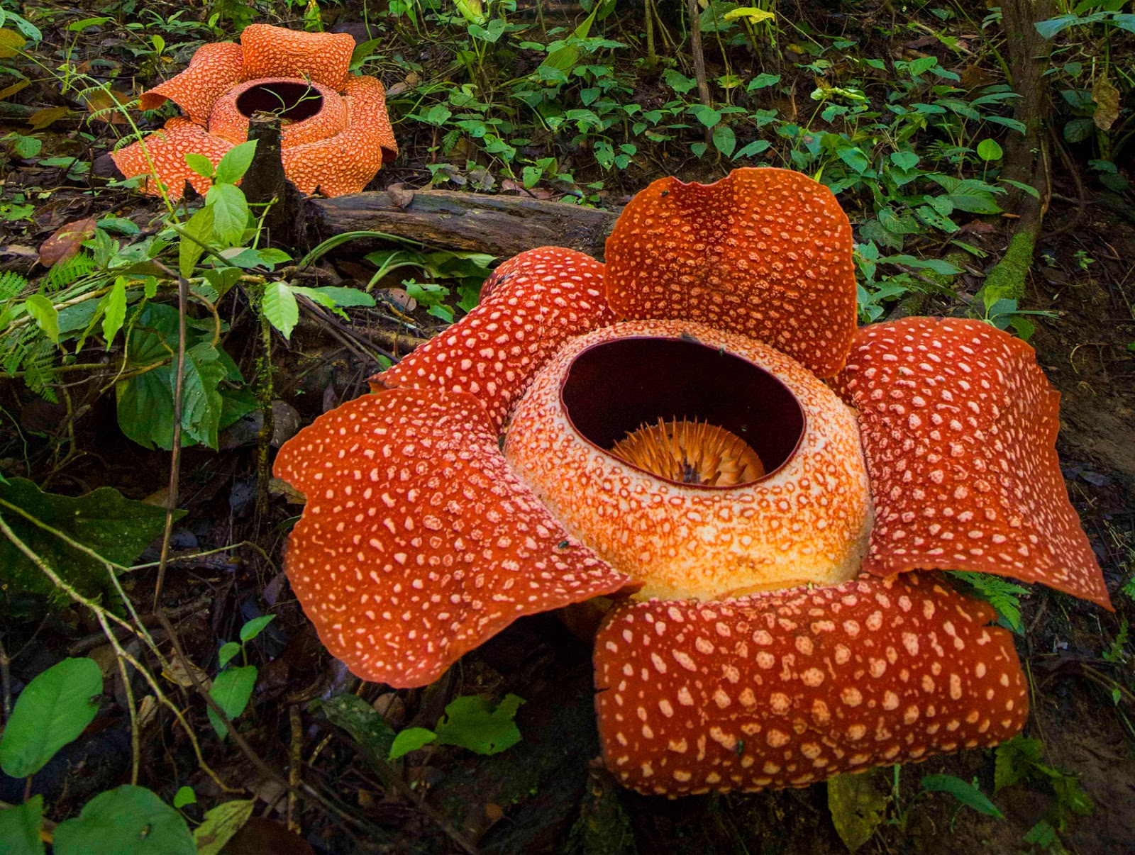 NixPixMix: RAFFLESIA