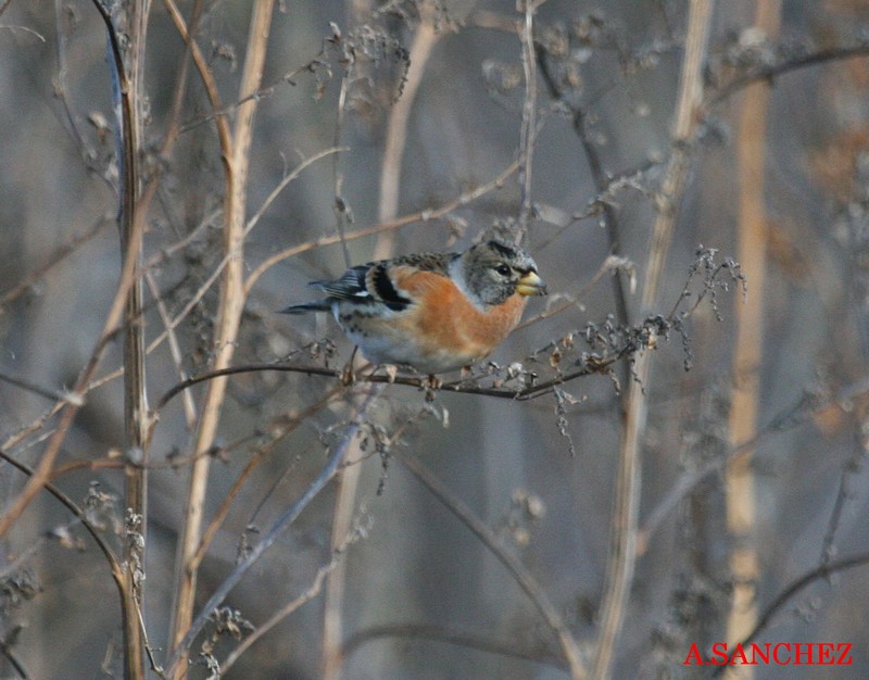 Aves de Aragón : Pinzón real