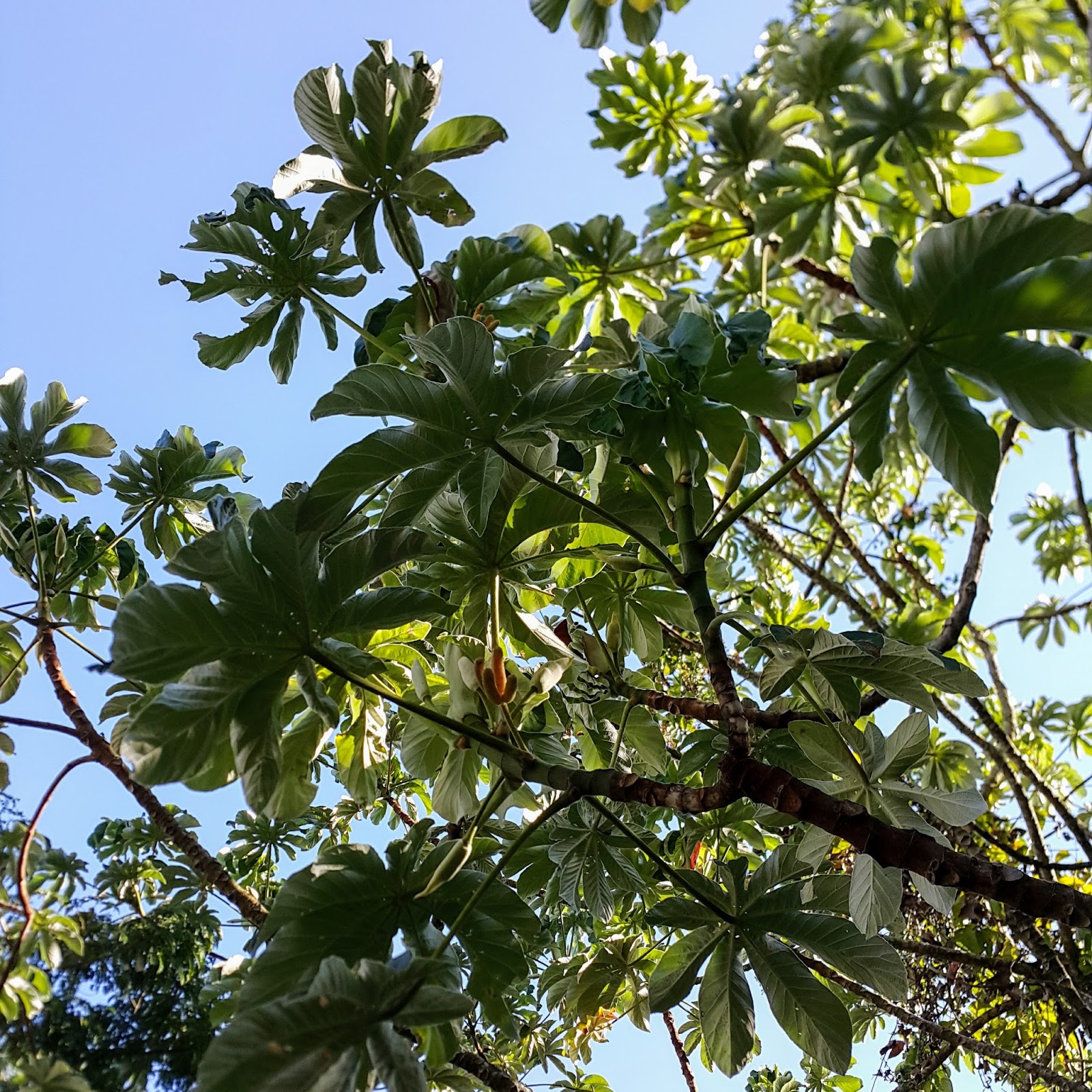 "Verdade//aspas" : 👪 Urticaceae (Cecropia pachystachya)