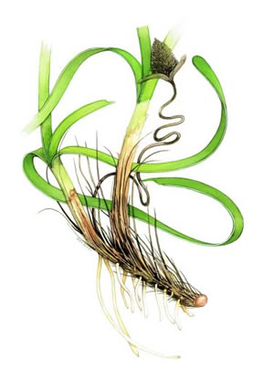 Enhalus acoroides - andihaerul