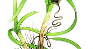 Enhalus acoroides - andihaerul