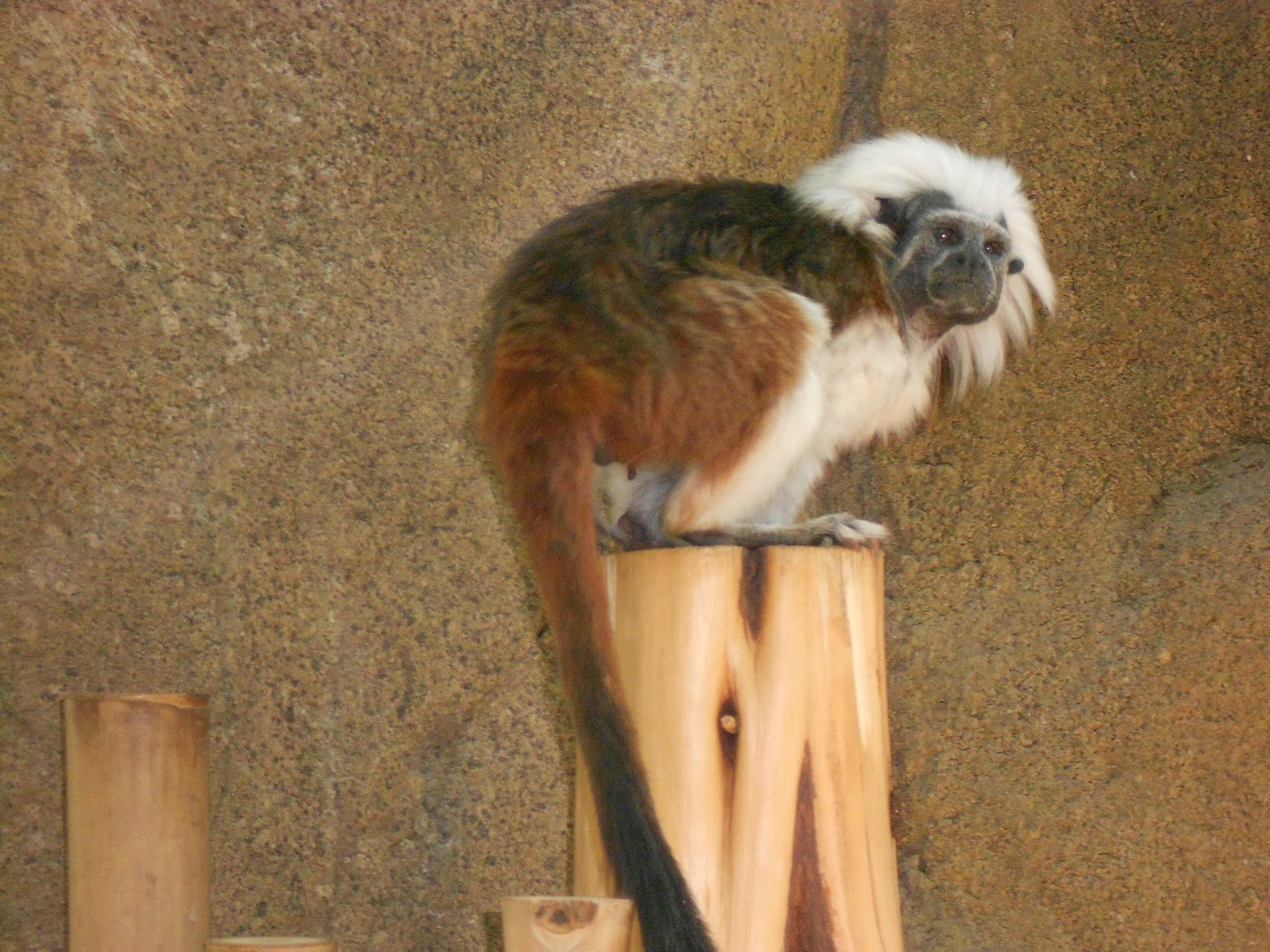 Travelin': ...Moody Gardens Rainforest Pyramid....