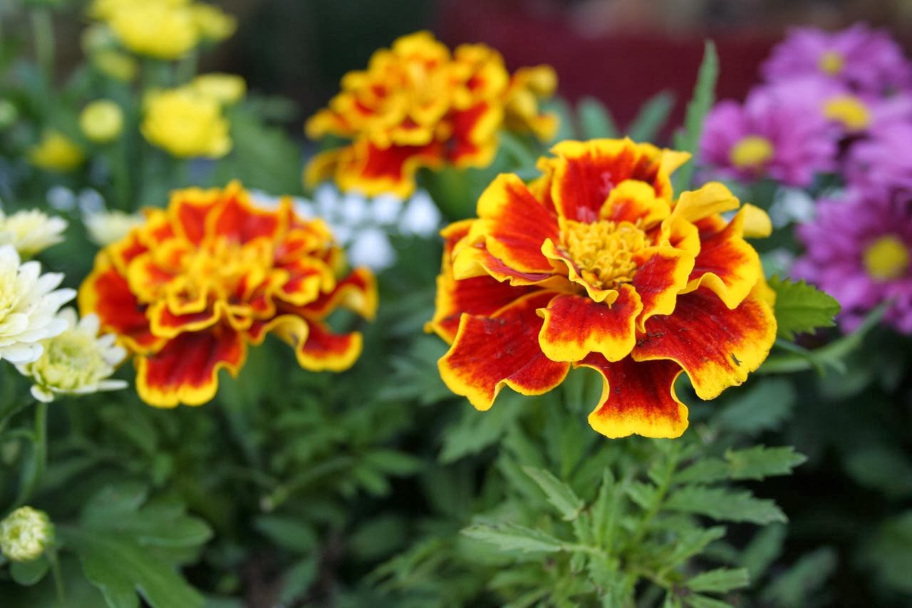 Marigold Flowers | Beautiful Flowers Wallpapers