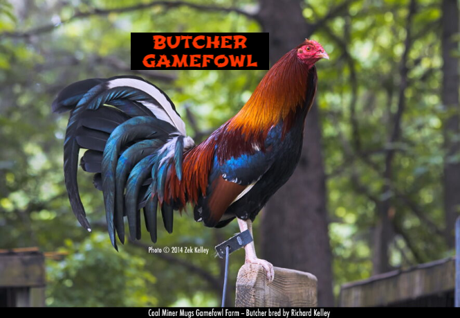 Butcher Gamefowl History - World Of Gamefowl