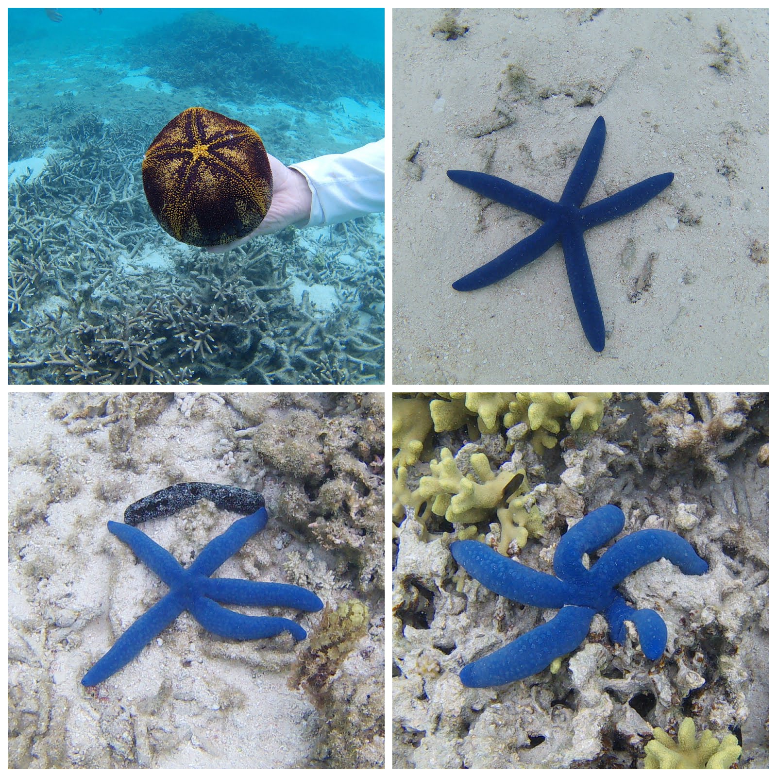 The Boy and the Baker: Galavanting through Guam: a Three Week Adventure ...