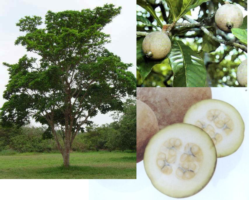 Jenipapo (Genipa americana)