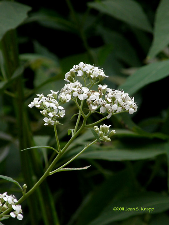 Anybody Seen My Focus?: White Crownbeard (Verbesina virginica)