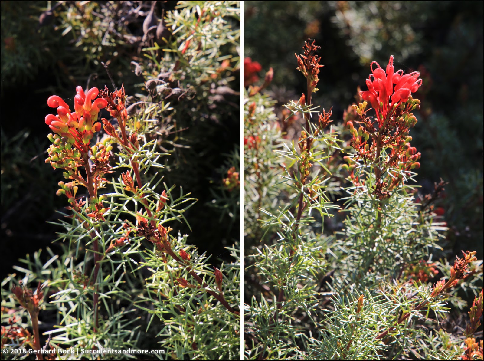 UC Santa Cruz Arboretum in late winter: Australian Garden