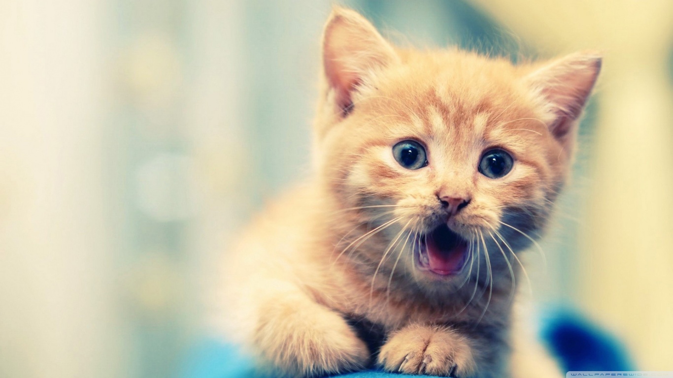 trololo blogg: Wallpaper Hd Gatos