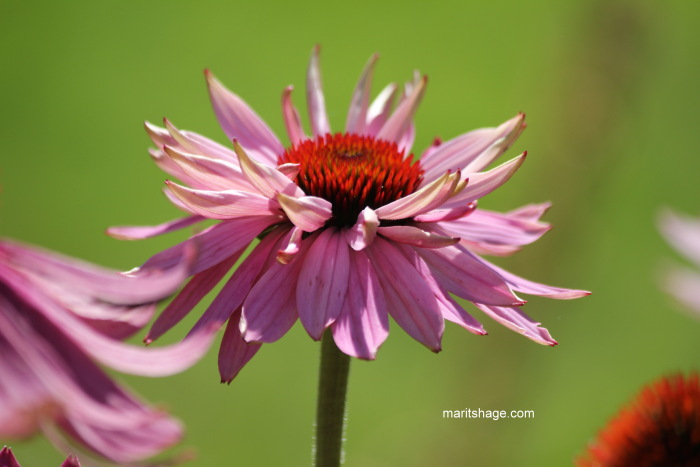 Marits hagedagbok: Noen nye blomsterbilder...