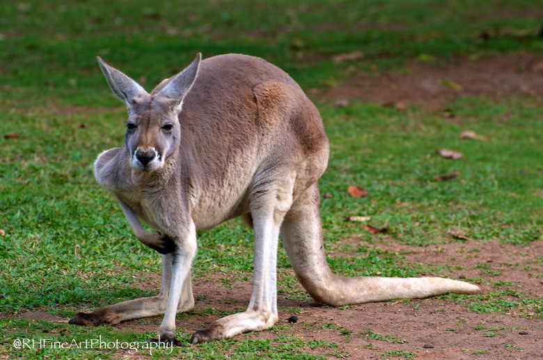 Extraordinary Light: Weird & Wonderful - the extraordinary diversity of ...