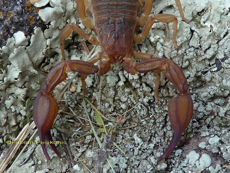 Artropodos: abril 2013