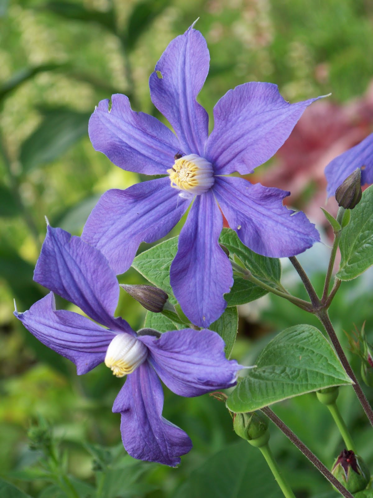 I Love My Garden: Clematis Photos- Best of 2011: Part 1