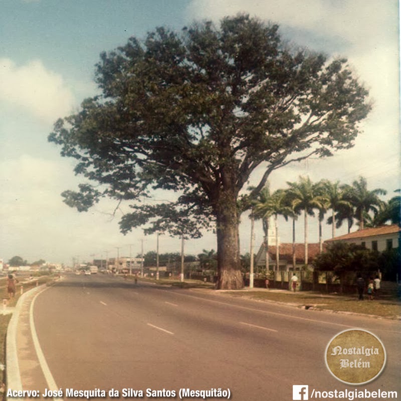 Nostalgia Belém: Imagem da Castanheira antiga em Belém