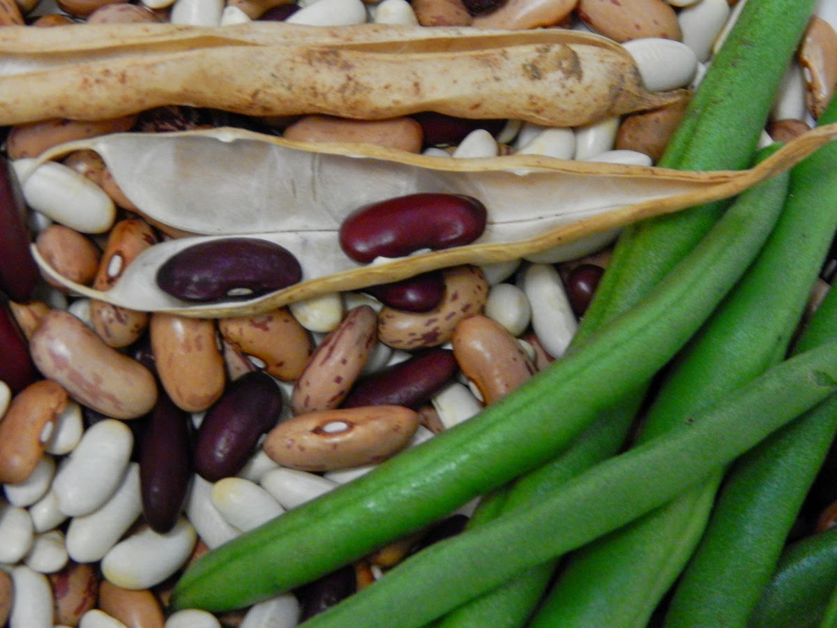 Bylinky ze Salaše: Fazol obecný