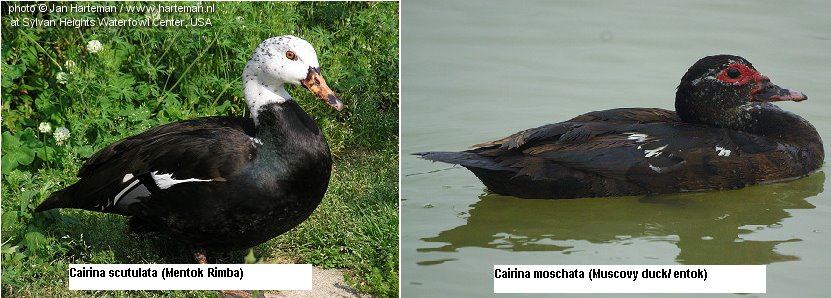 HEWAN SUMATERA: Cairina scutulata (Mentok Rimba)