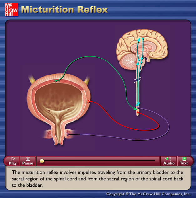 Fisiología: Reflejo de micción
