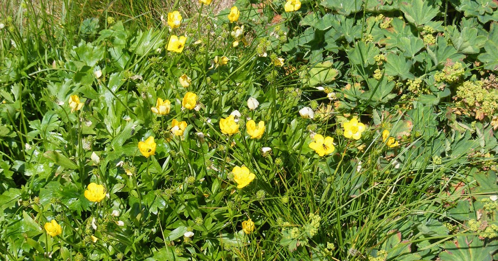 Days on the Claise: Mountain Buttercup