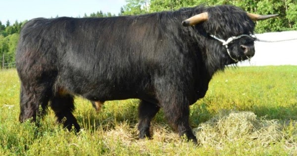 Boe's Highland Cattle: Avelstjur / Siitossonni Hubert