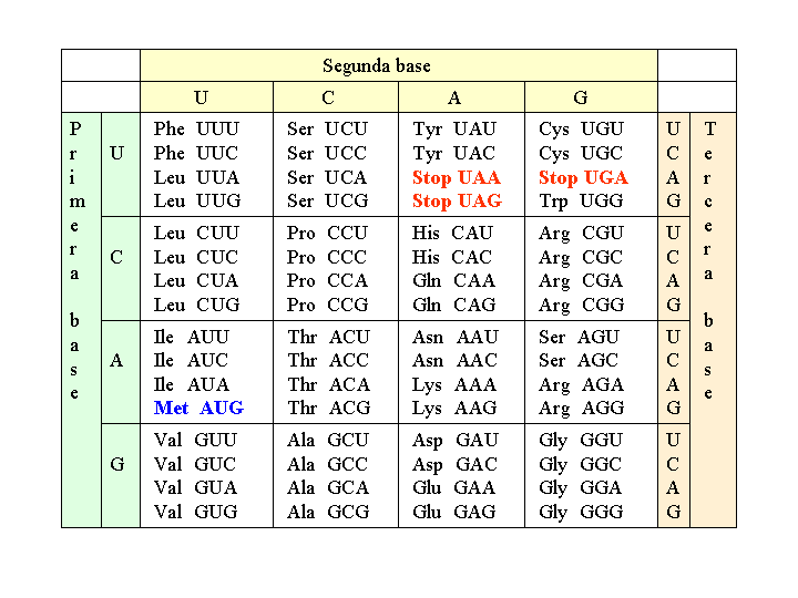 BIOLOGÍA Y GEOLOGÍA 4º OJA: EL CÓDIGO GENÉTICO