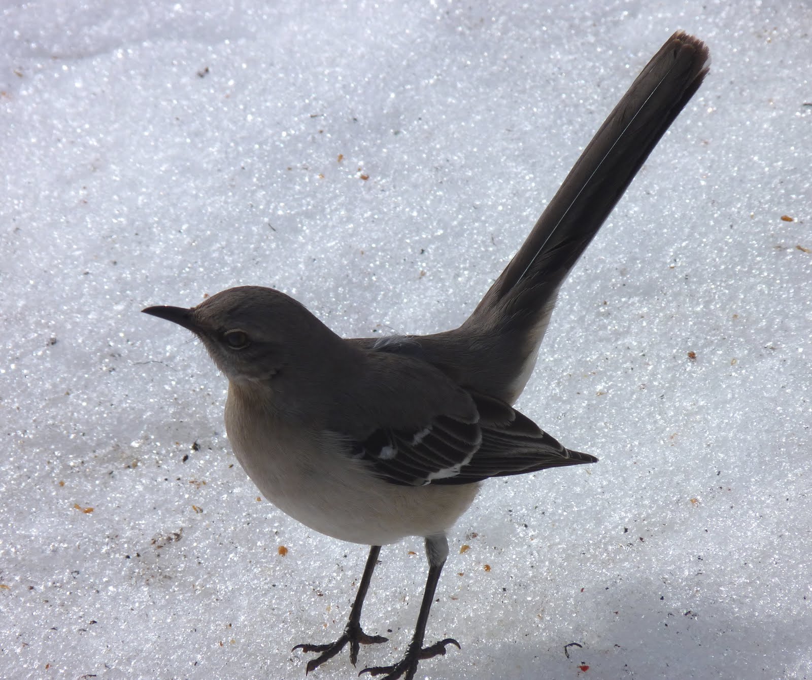The Brownstone Birding Blog: Mocking The Mockingbird