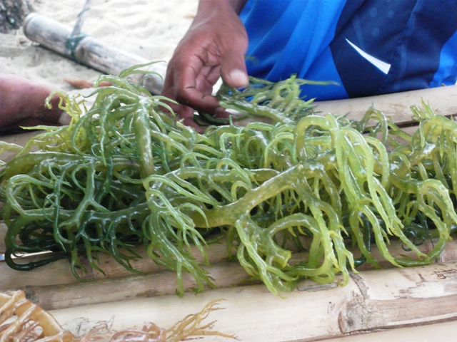 Rumput Laut: Rumput Laut Bisa Berubah Warna