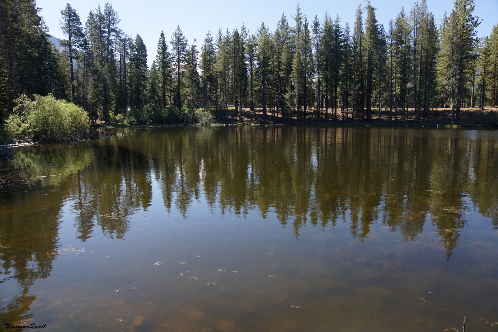 Mamma Quail Hiking California : Nature's Reflections: Reflection Lake ...