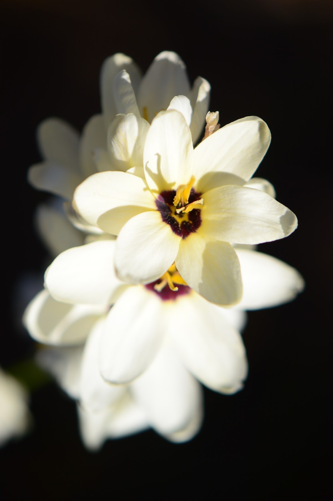 A Small, Sunny Garden: Ixia in Bloom