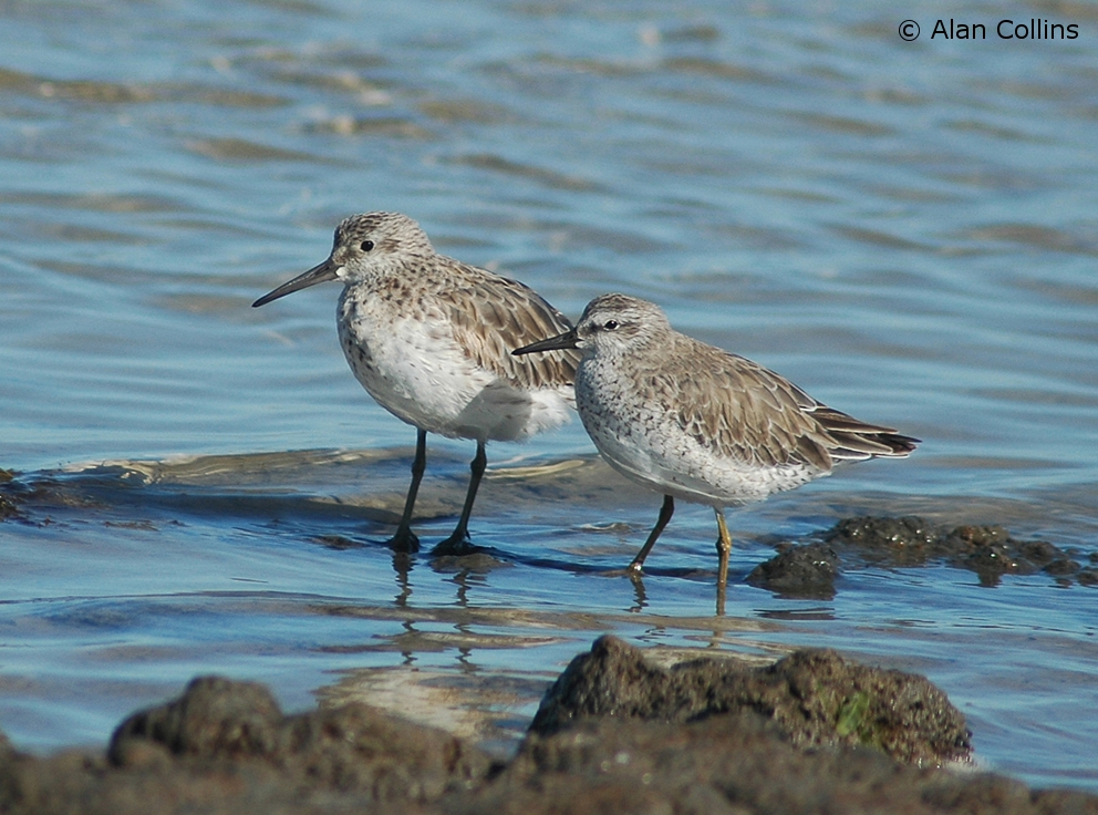 Leeuwin Current Birding: ID Feature: Knots