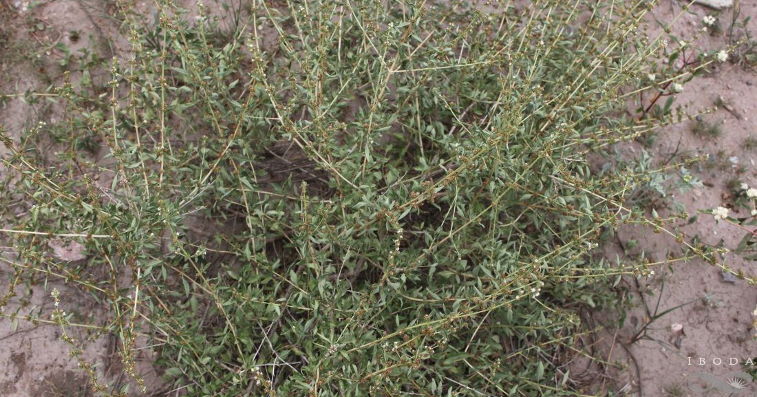 Argentina nativa: Poleo (Lippia turbinata)