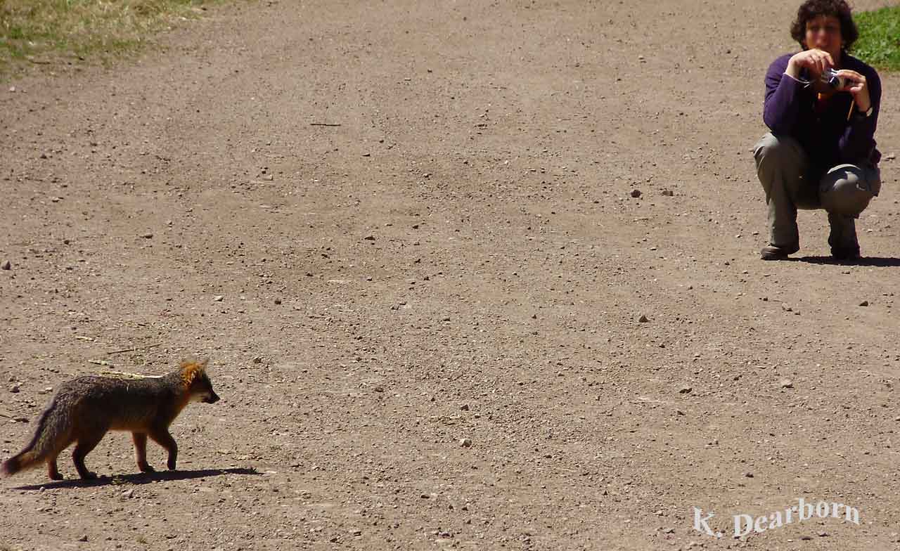 Friends of the Island Fox: The Channel Island Fox and People