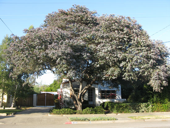 Tarım Siteniz: Akasya Ağaçları (Acacia Trees)