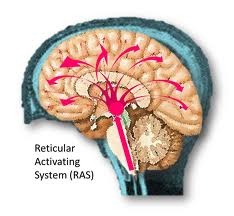 Reticular Activating System | ARIVO BISNIS