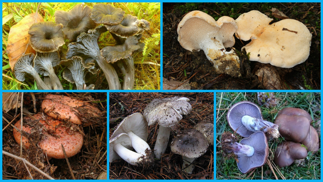 SETAS, SETAS Y MÁS SETAS