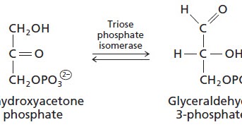 Sandwalk: Splice variants of the human triose phosphate isomerase gene ...