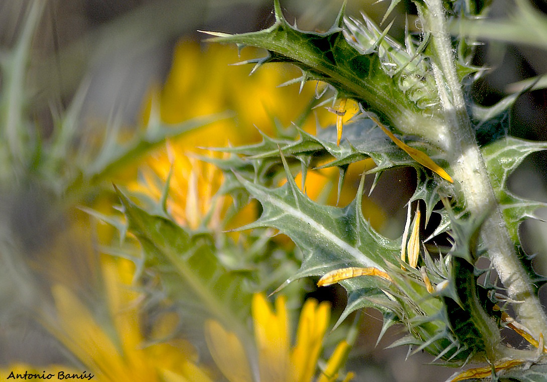 APRENDIENDO CON LA VISTA: Scolymus hispanicus: cardo de olla, tagarnina ...
