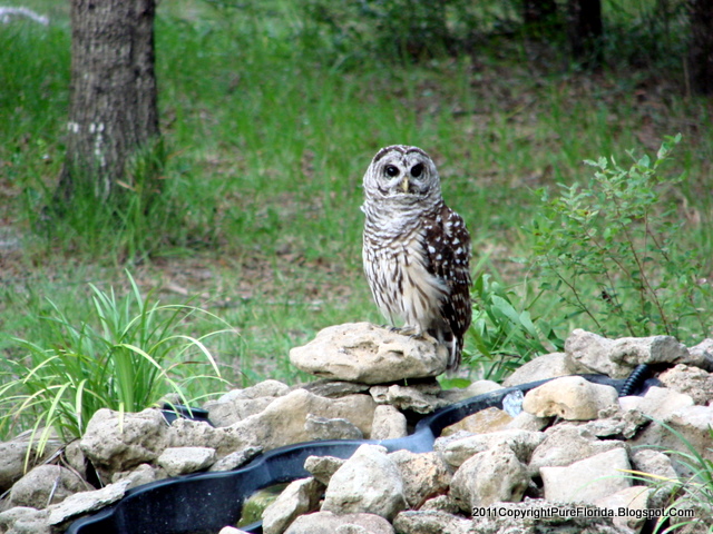 PURE FLORIDA: Owlapalooza Two: Pond Owl