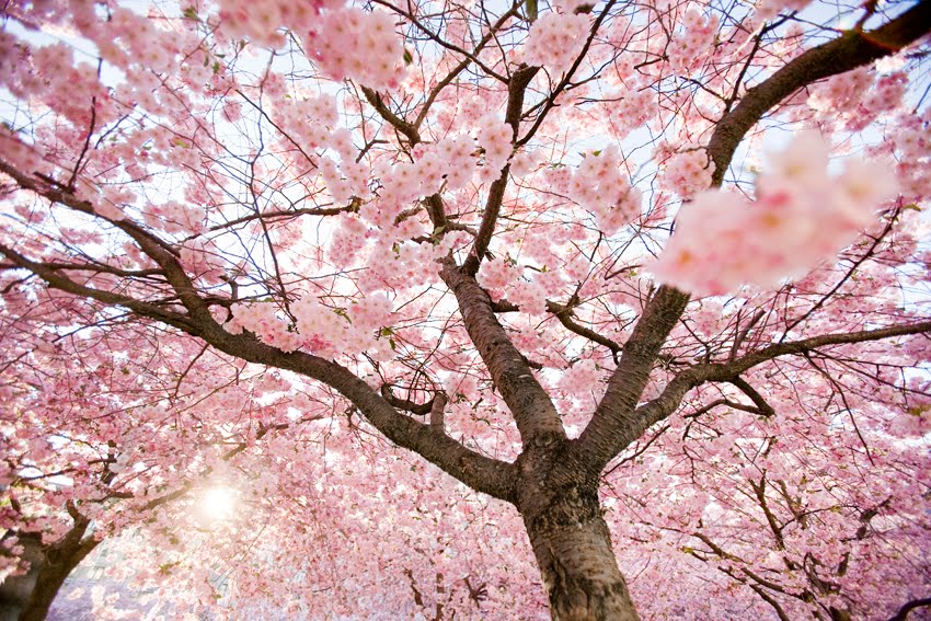 HEJ!: Rosa blommor i träd osv.