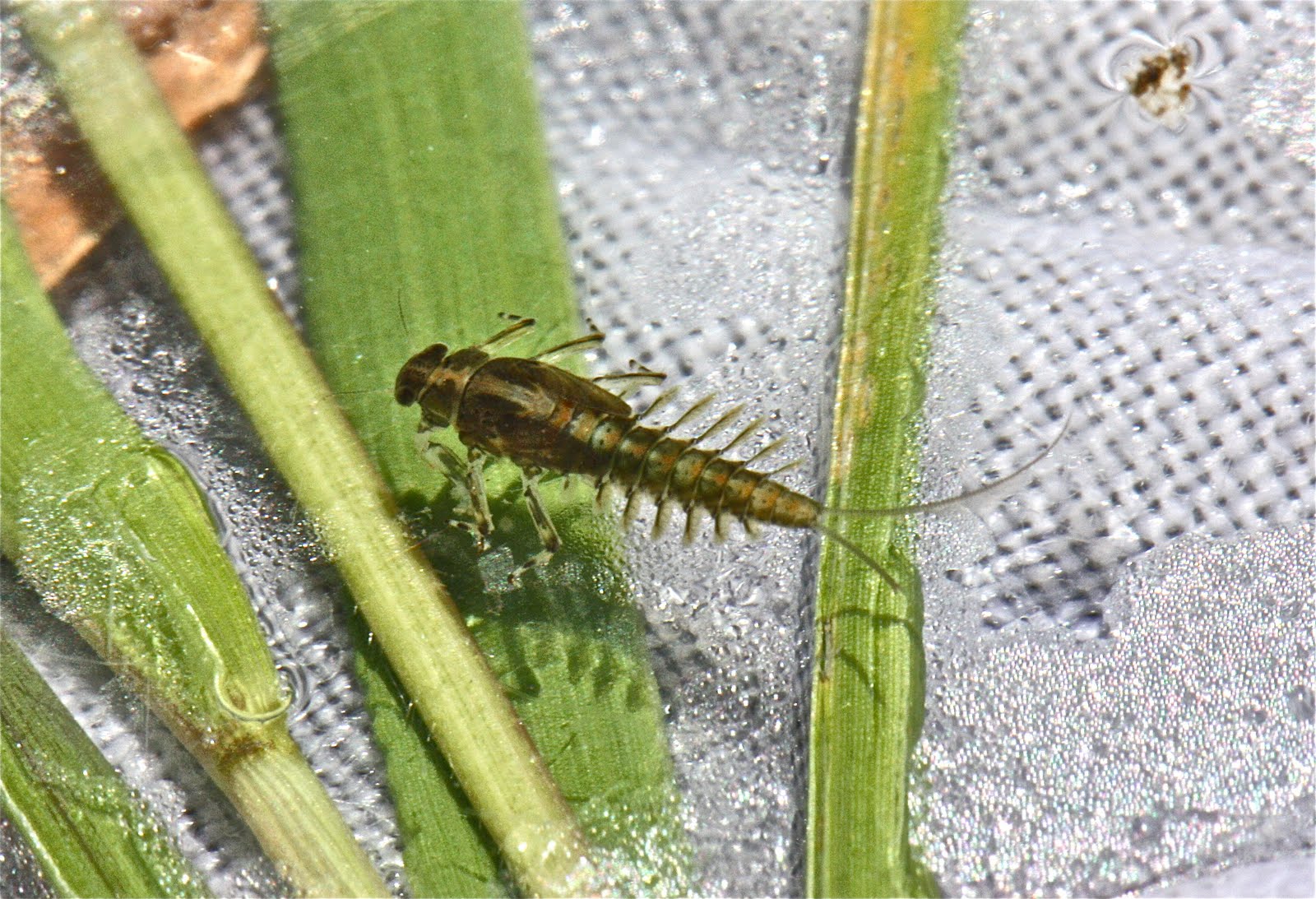 Aquatic Insects of Central Virginia: How to Ruin a River: A Summer Trip ...