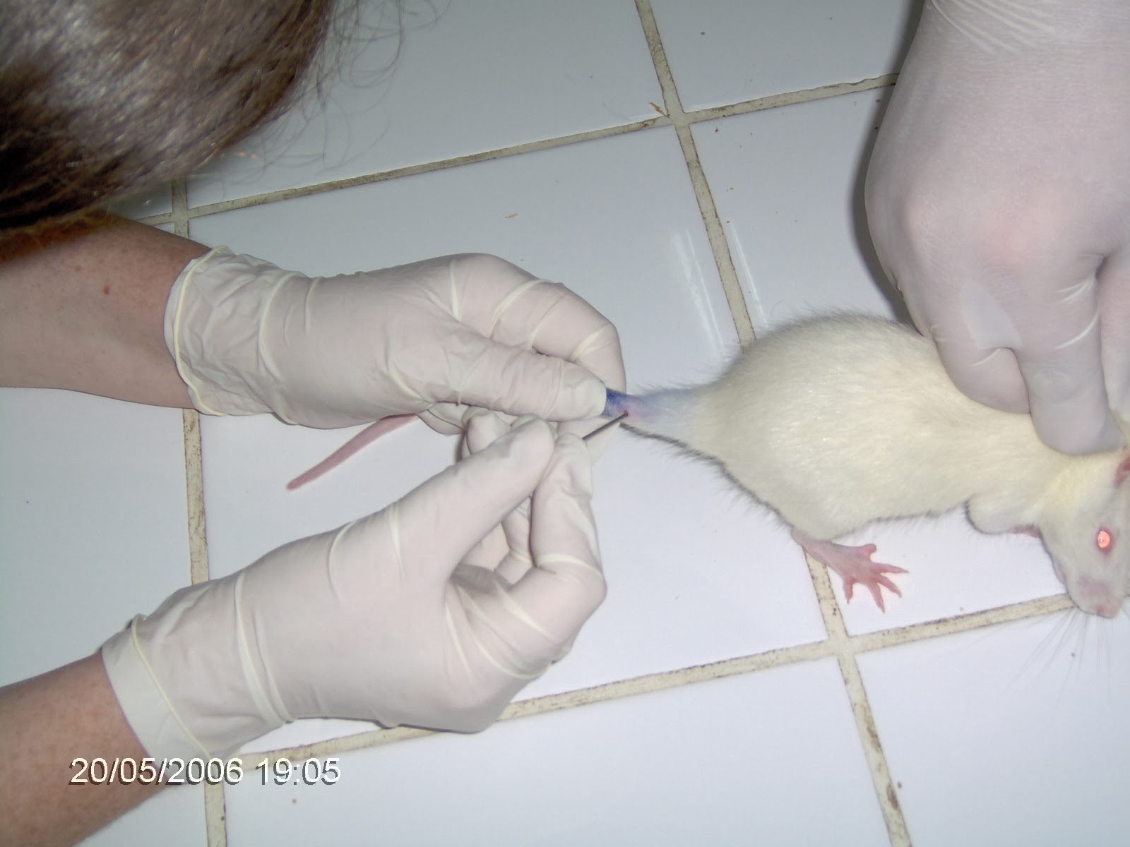 Cardiologie veterinara : NORMAL BLOOD GLUCOSE IN WHITE WISTAR RAT AND ...