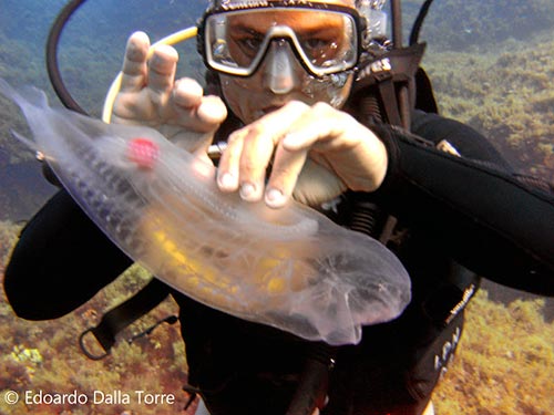 Curiosidade Animal: Salpas